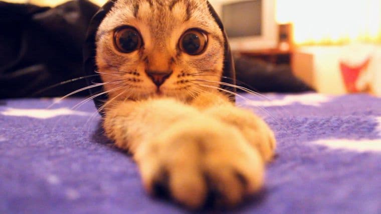 The 15 Best Cat Documentaries, Ranked By Viewers