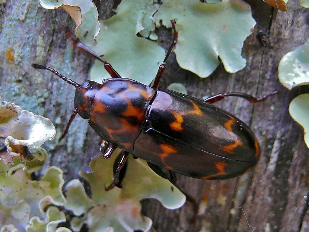 The 16 Weird Animal Names, Ranked By Animal Lovers