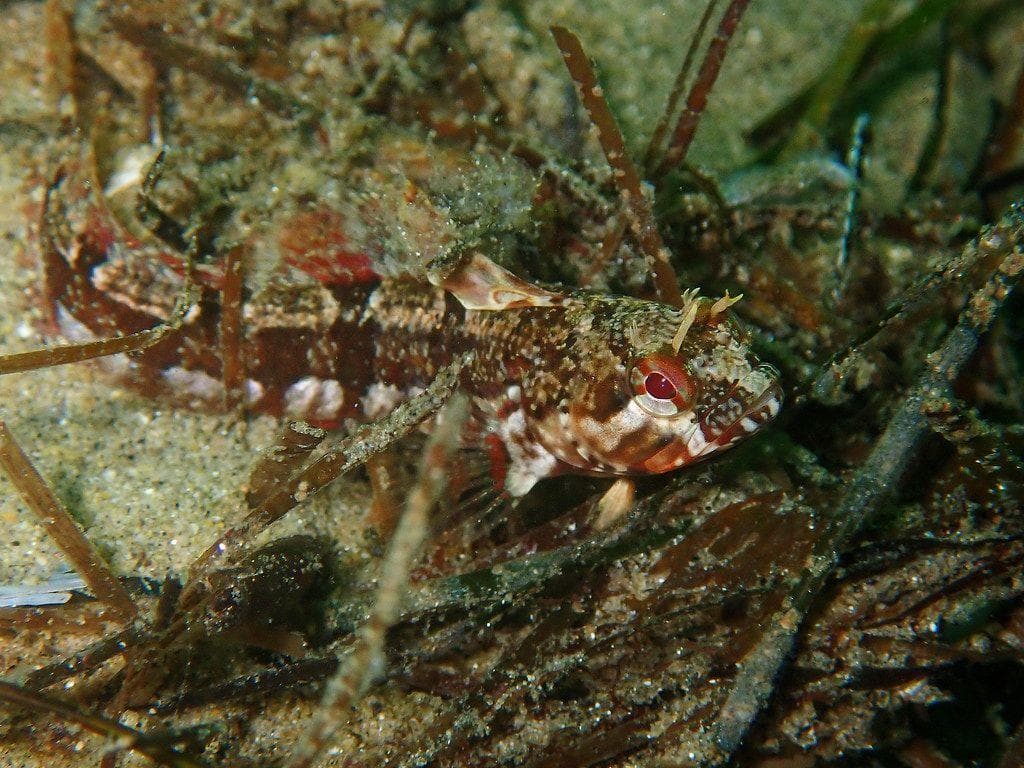 The 16 Weird Animal Names, Ranked By Animal Lovers