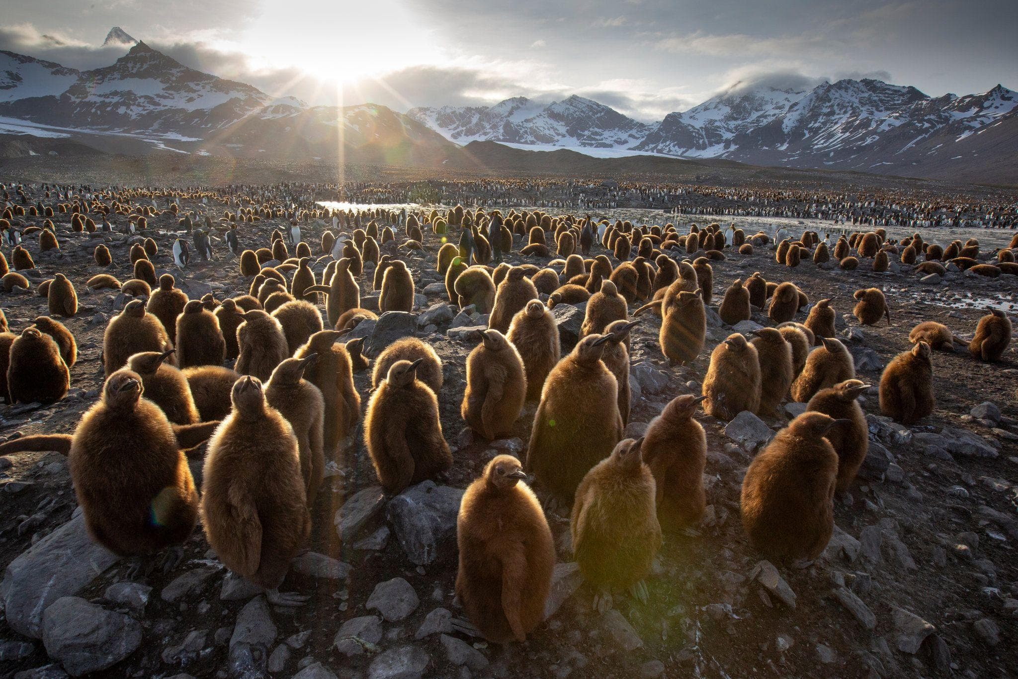 The 16 Best Documentaries With David Attenborough, Ranked