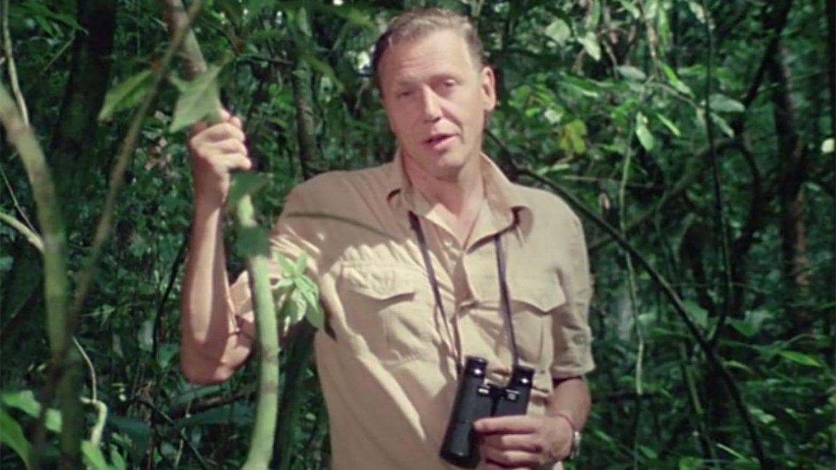 The 15 Best Documentaries With David Attenborough, Ranked