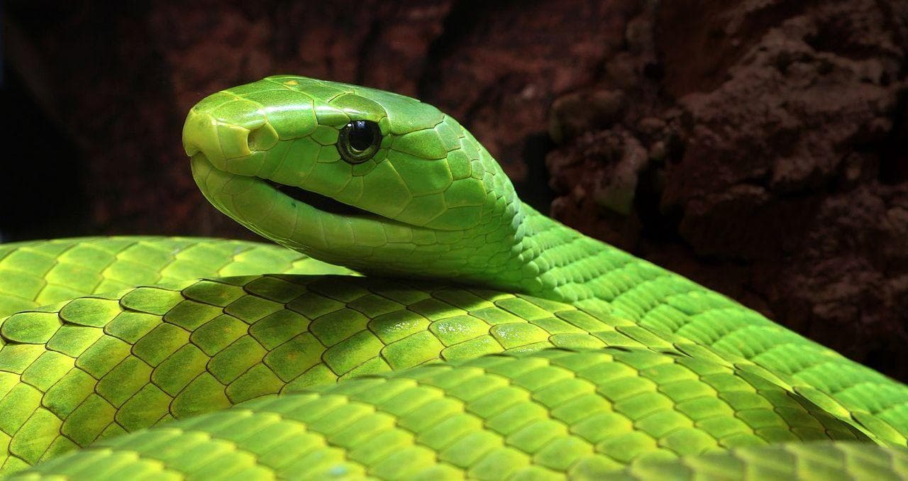 The 16 Weirdest Jobs Around The World, Ranked