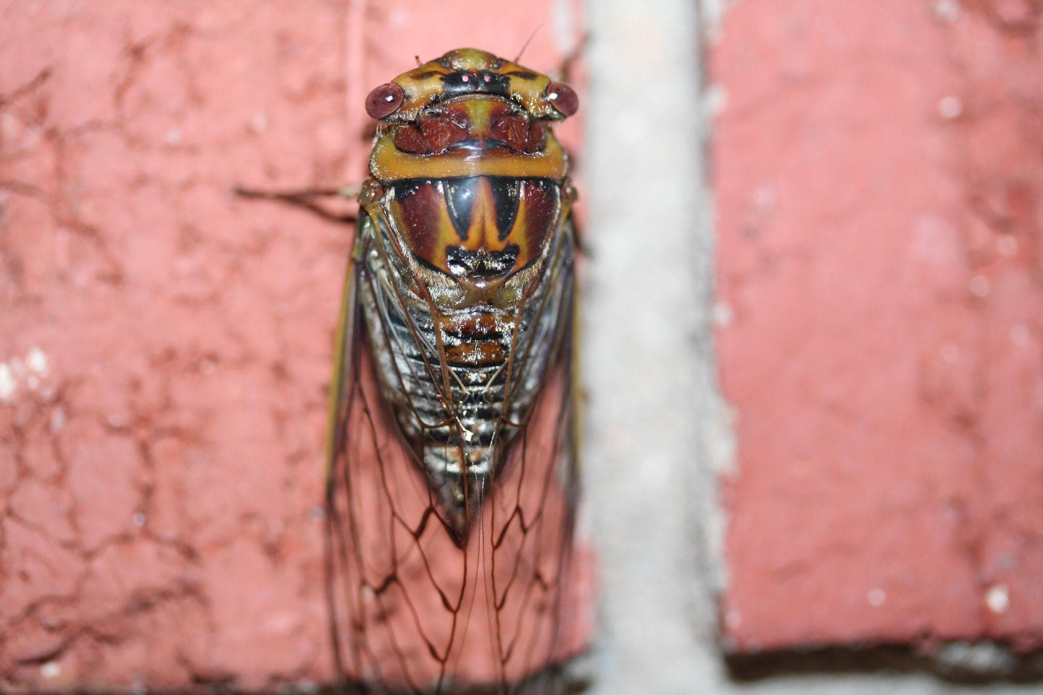 The 14 Most Annoying Insects, Ranked