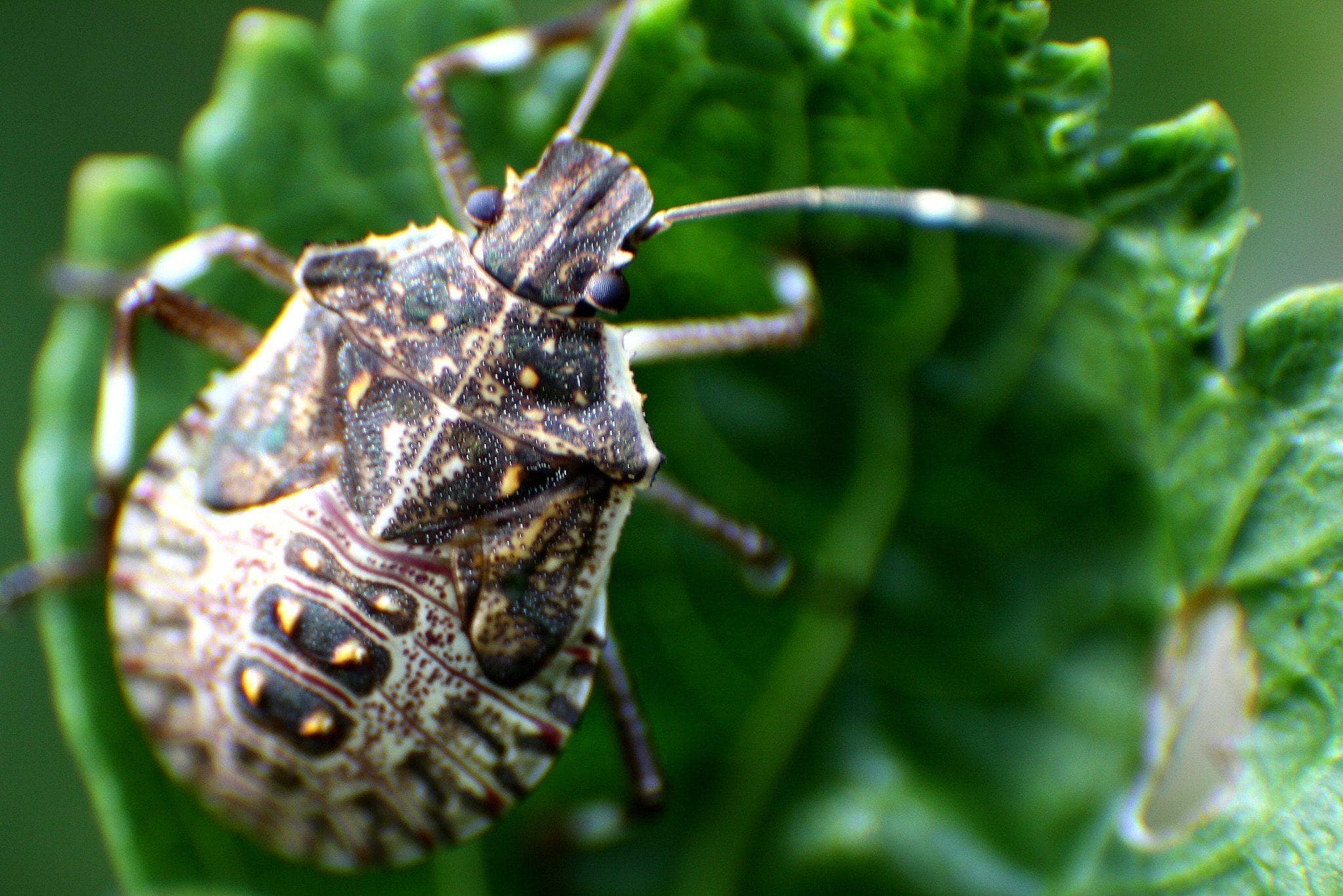 The 14 Most Annoying Insects, Ranked