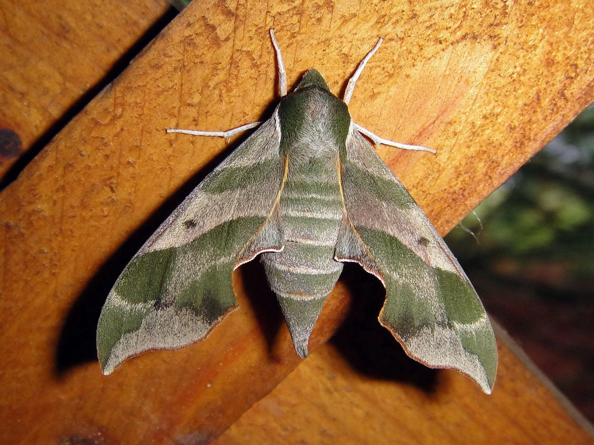 The 14 Most Annoying Insects, Ranked