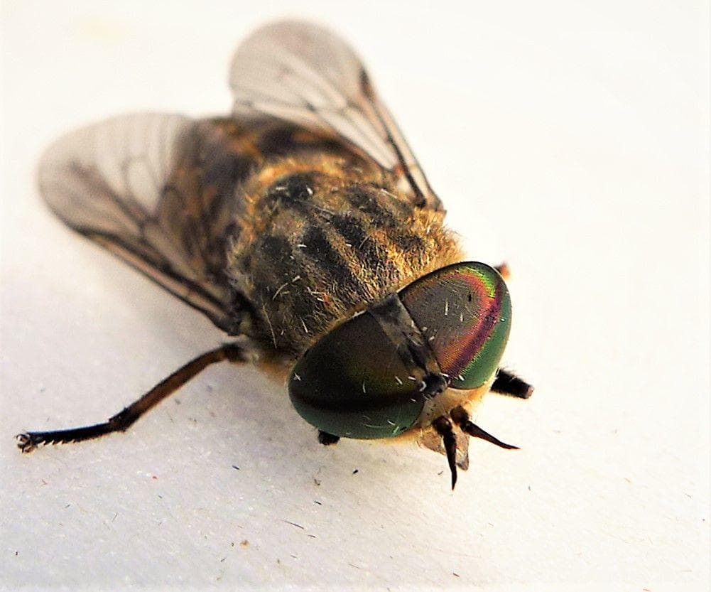 The 14 Most Annoying Insects, Ranked