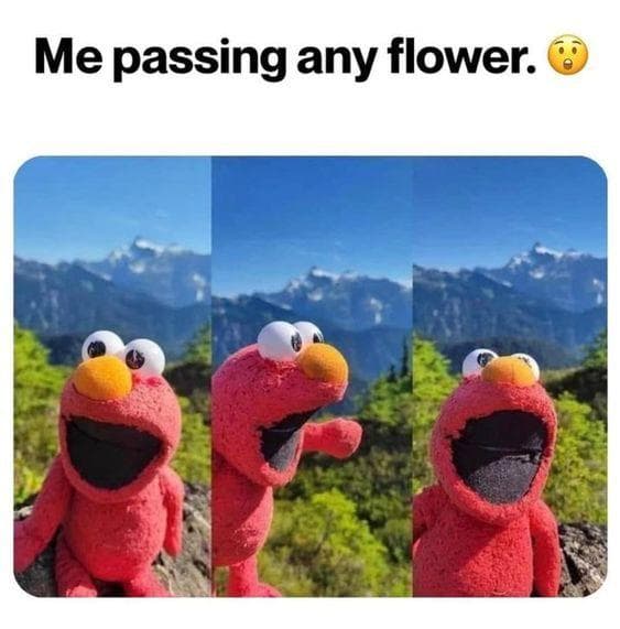 The 19 Funniest Elmo Memes, Ranked