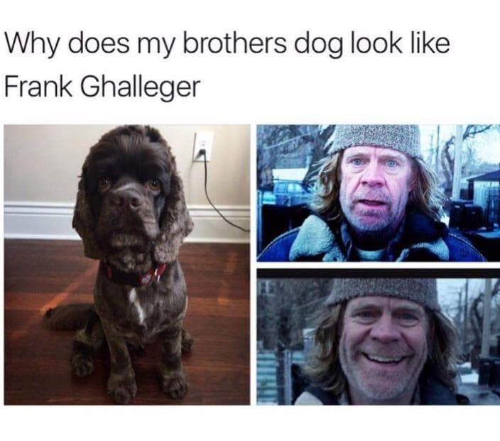 The 15 Funniest Memes About 'Shameless,' Ranked