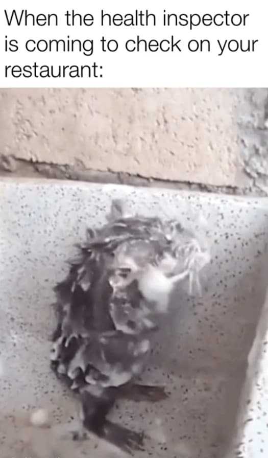 The 16 Funniest 'Ratatouille' Memes, Ranked