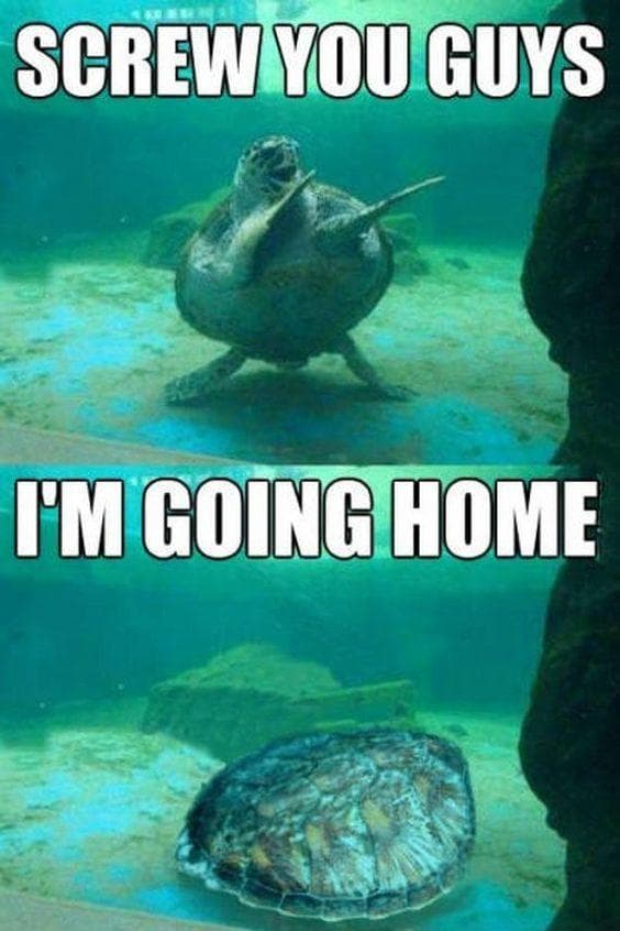 The 27 Funniest Turtle Memes, Ranked