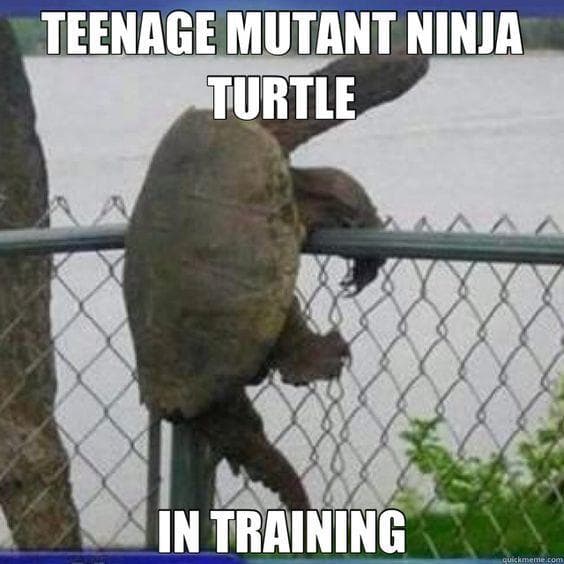 Turtle Turtle Memes