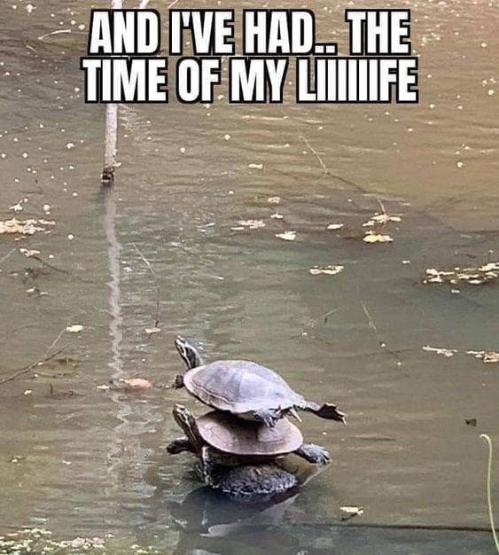 The 27 Funniest Turtle Memes, Ranked