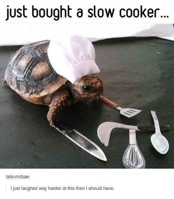 The 27 Funniest Turtle Memes, Ranked