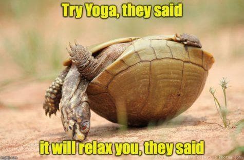 The 27 Funniest Turtle Memes, Ranked
