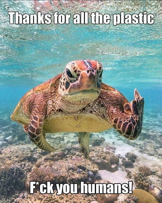The 27 Funniest Turtle Memes, Ranked