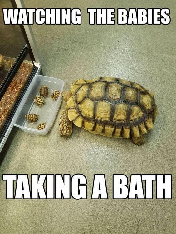 The 27 Funniest Turtle Memes, Ranked