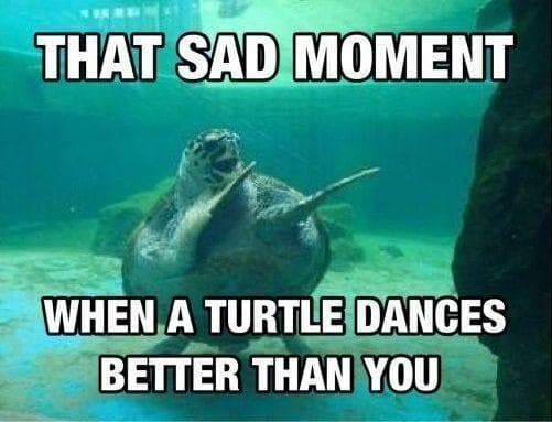 The 27 Funniest Turtle Memes, Ranked