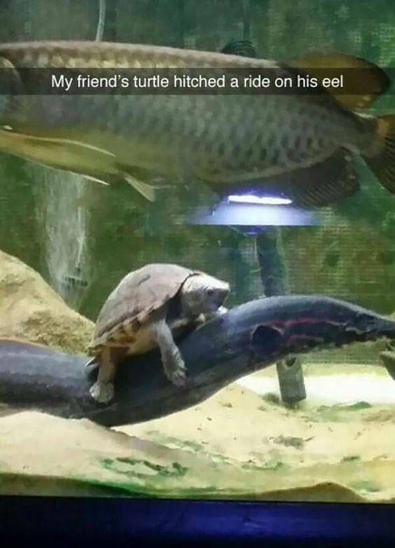 The 27 Funniest Turtle Memes, Ranked