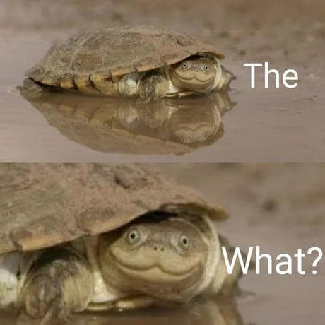The 27 Funniest Turtle Memes, Ranked