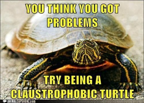 The 27 Funniest Turtle Memes, Ranked