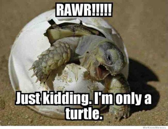 The 27 Funniest Turtle Memes, Ranked
