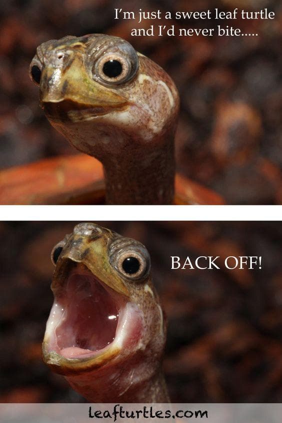 The 27 Funniest Turtle Memes, Ranked