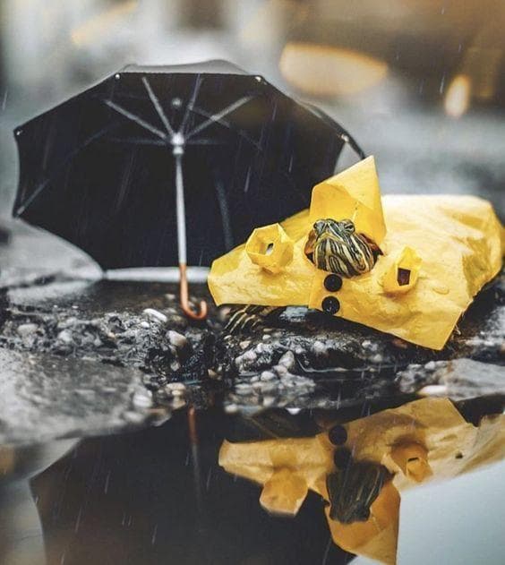 The 27 Funniest Turtle Memes, Ranked