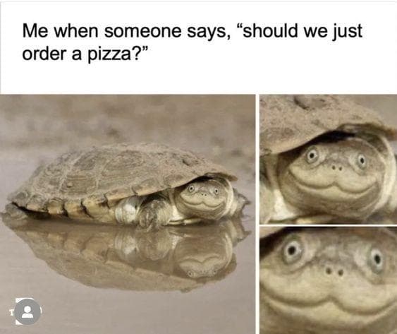 The 27 Funniest Turtle Memes, Ranked