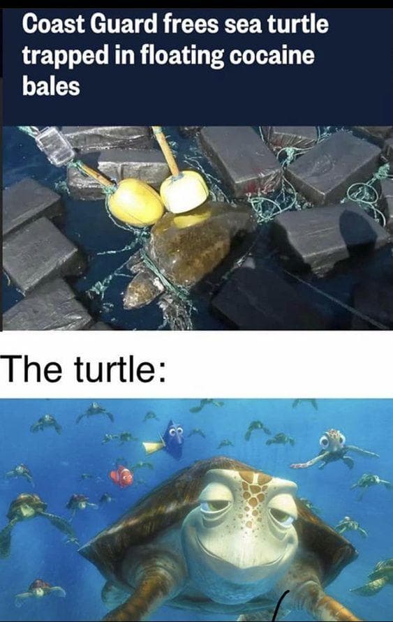 The 27 Funniest Turtle Memes, Ranked