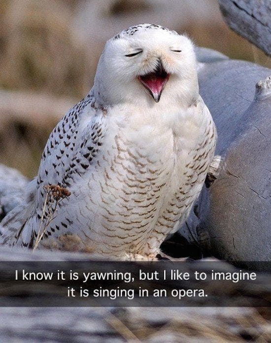 The 29 Funniest Owl Memes, Ranked