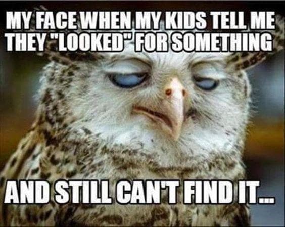 The 29 Funniest Owl Memes, Ranked