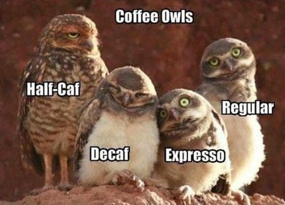 The 29 Funniest Owl Memes, Ranked