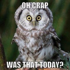 The 29 Funniest Owl Memes, Ranked