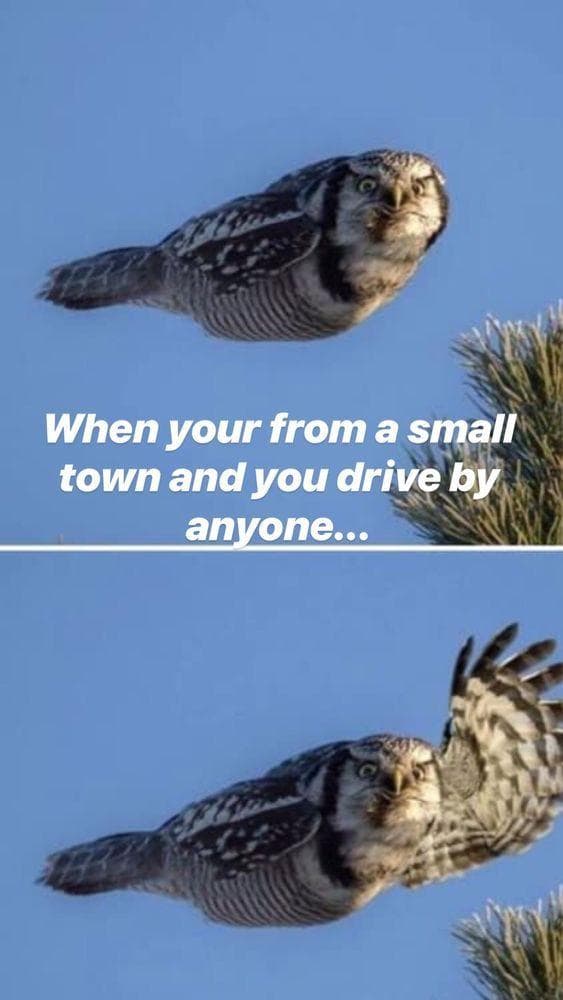 The 29 Funniest Owl Memes, Ranked
