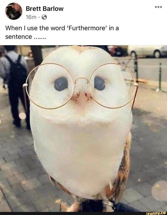 The 29 Funniest Owl Memes, Ranked