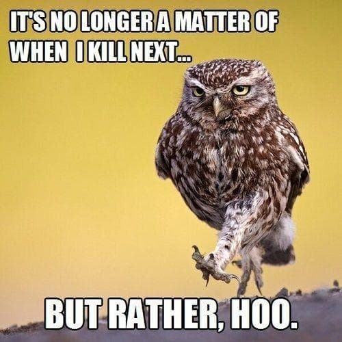 The 29 Funniest Owl Memes, Ranked