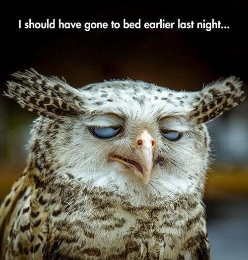 The 29 Funniest Owl Memes, Ranked