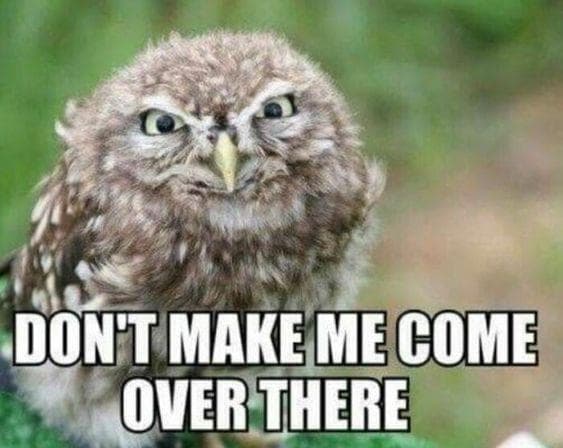 The 29 Funniest Owl Memes, Ranked