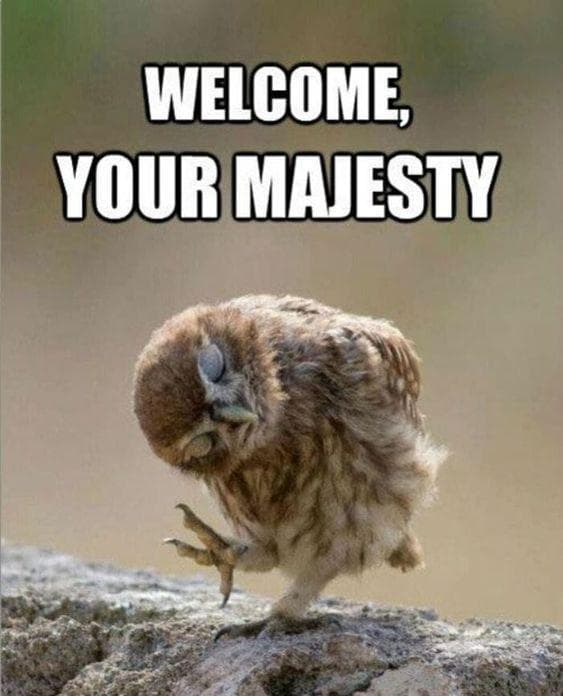 The 29 Funniest Owl Memes, Ranked