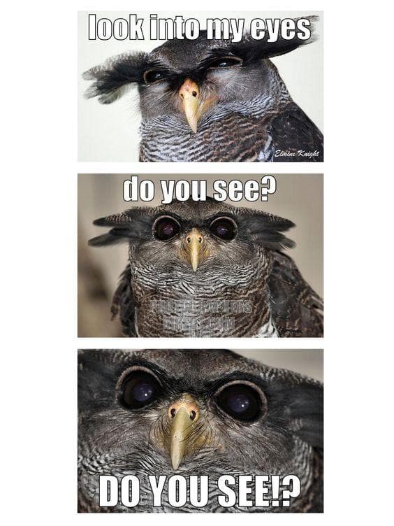 The 29 Funniest Owl Memes, Ranked