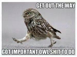 The 29 Funniest Owl Memes, Ranked