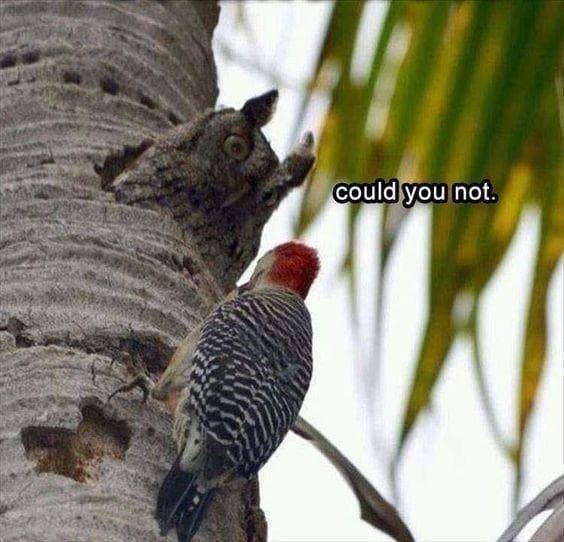 The 29 Funniest Owl Memes, Ranked