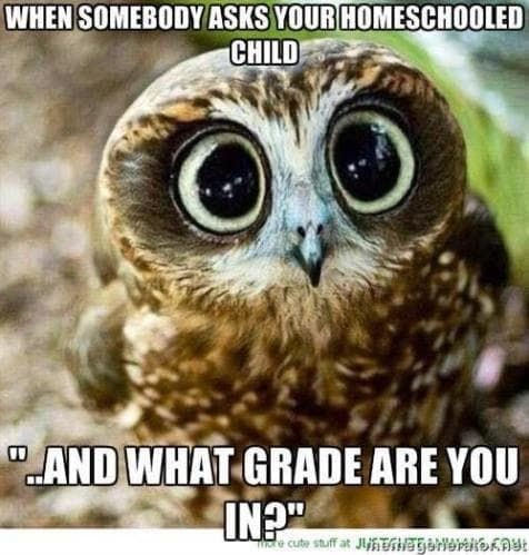 The 29 Funniest Owl Memes, Ranked