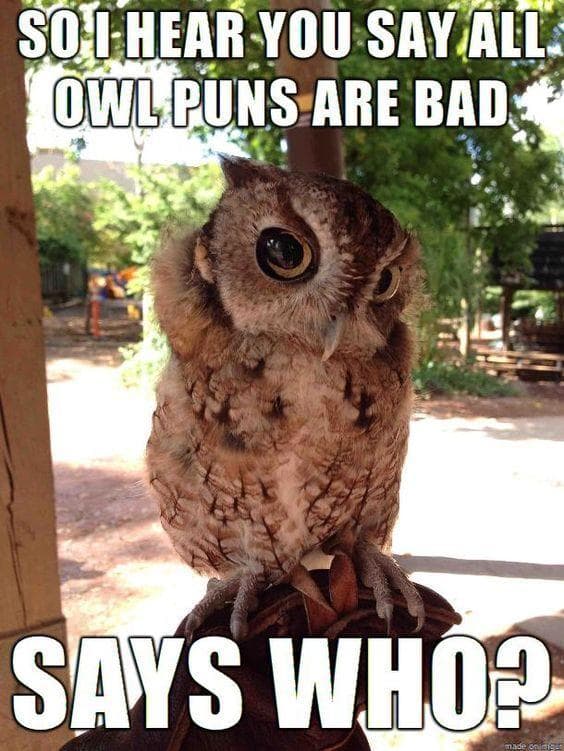 The 29 Funniest Owl Memes, Ranked