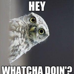 The 29 Funniest Owl Memes, Ranked