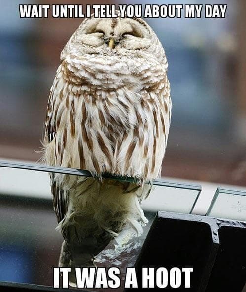 The 29 Funniest Owl Memes, Ranked