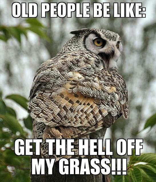 The 29 Funniest Owl Memes, Ranked