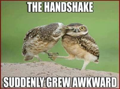 The 29 Funniest Owl Memes, Ranked