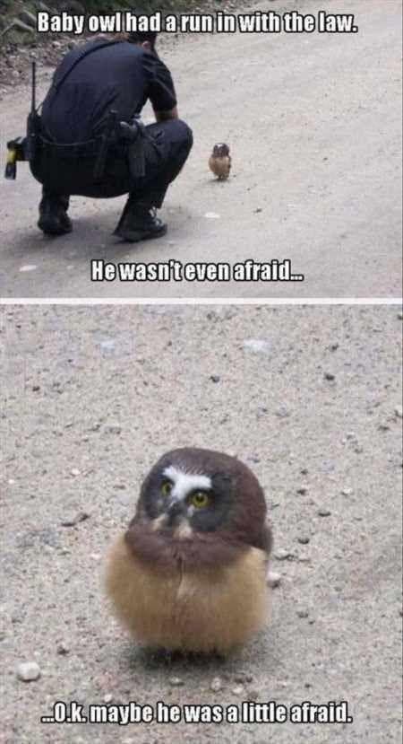 The 29 Funniest Owl Memes, Ranked