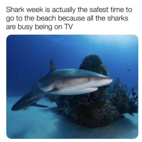 The 28 Funniest Shark Memes, Ranked